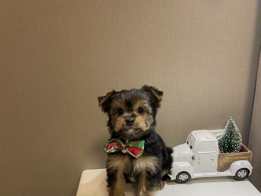 Йоркширский терьер