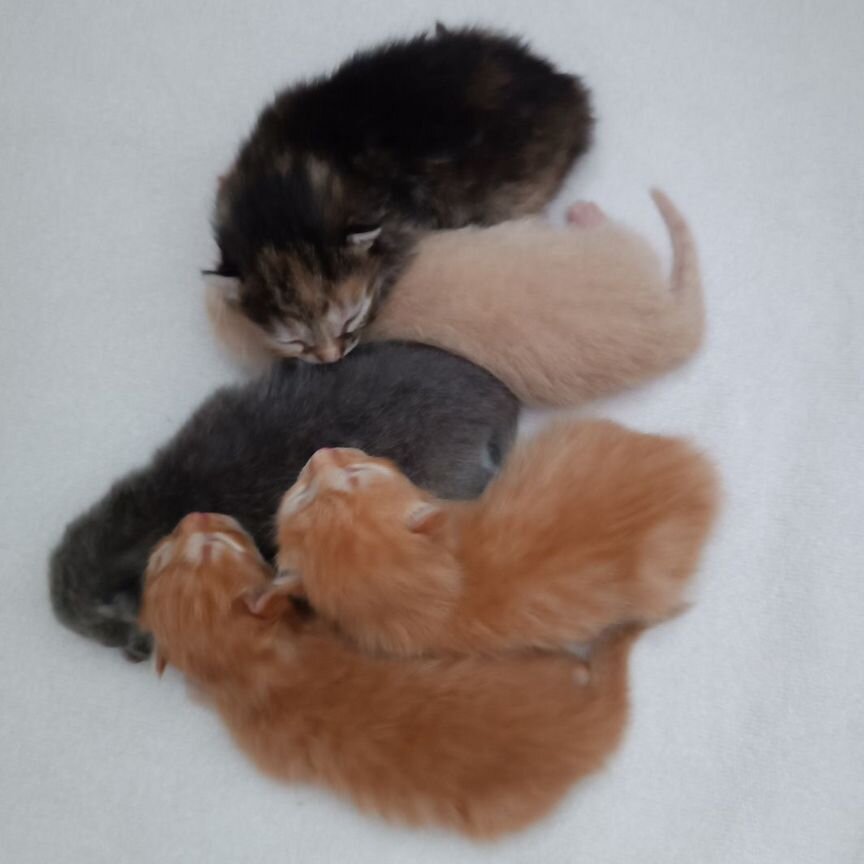 Котята мальчики
