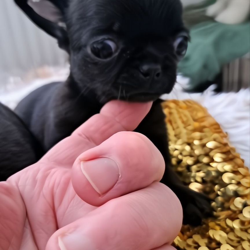 Чихуахуа, щенок