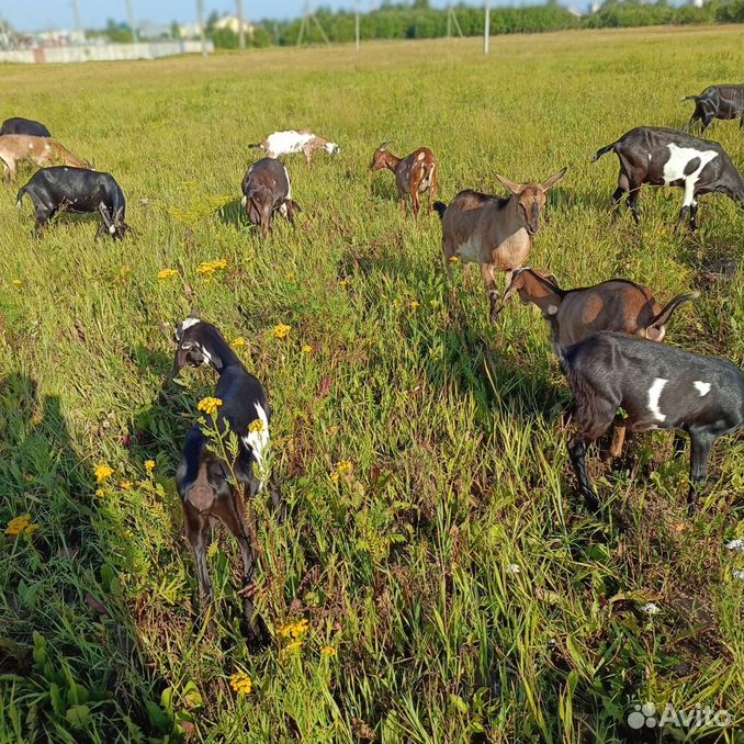 Стадо коз или козу