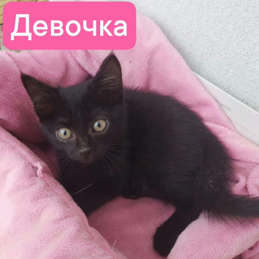 Котёнок девочка в добрые руки