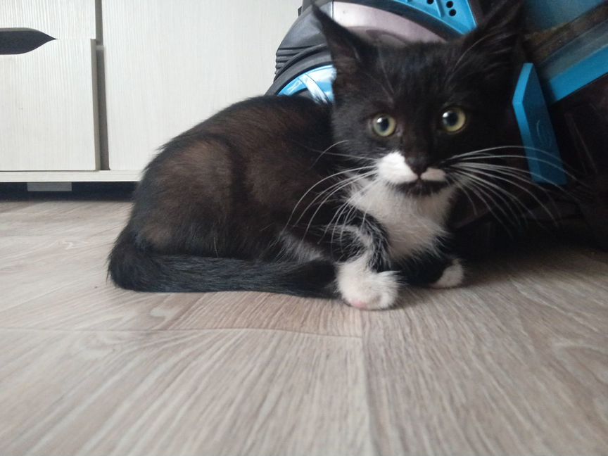 Котëнок Мальчик