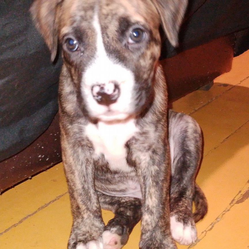 Американский стаффордширский терьер, щенок