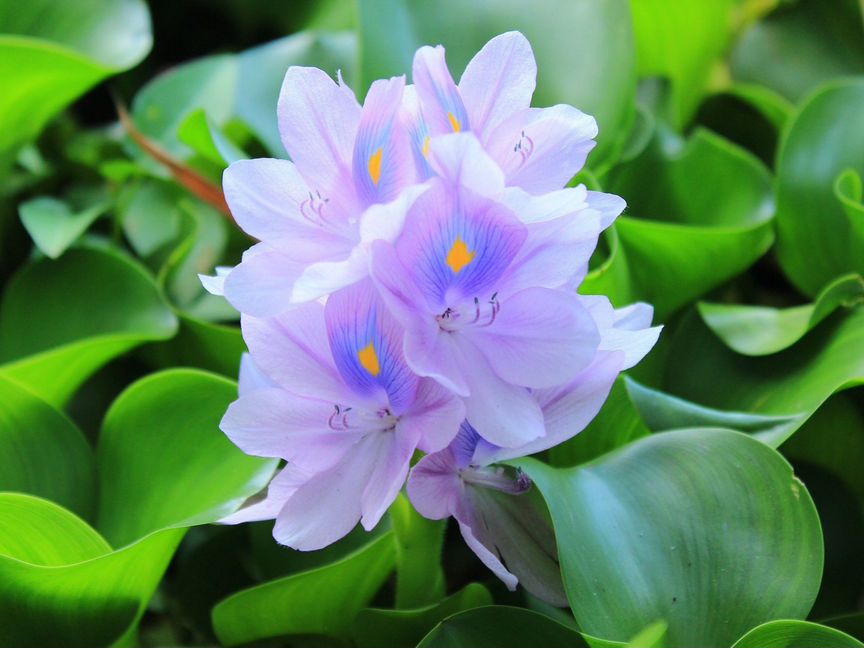 Водный гиацинт эйхорния