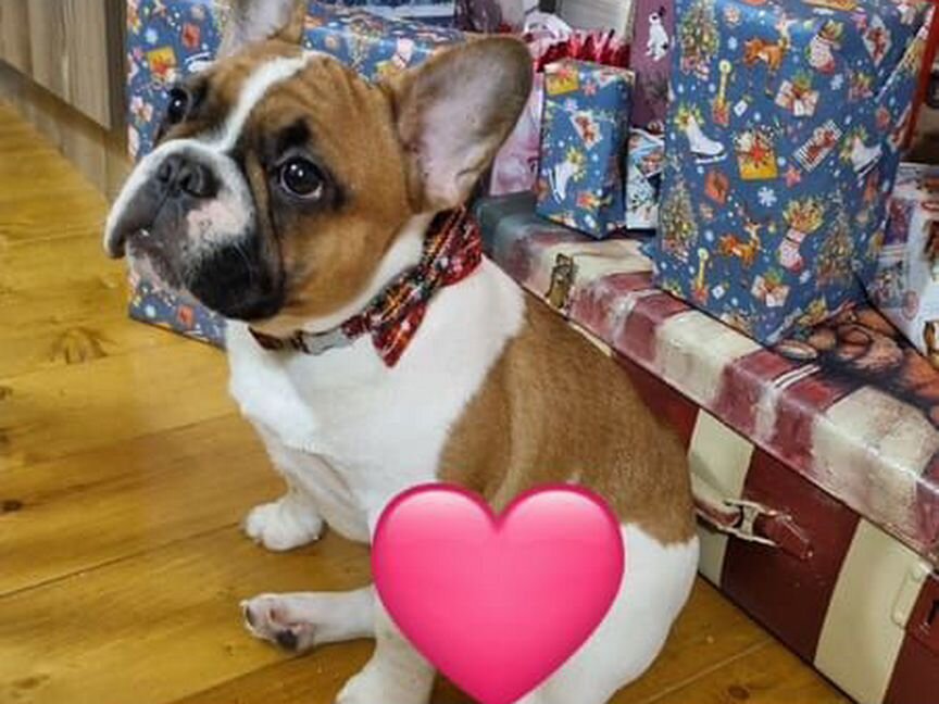 Продам щенка Француза