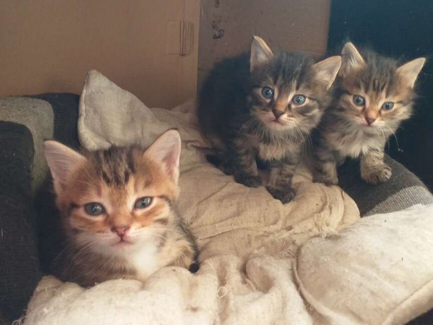 Кошки