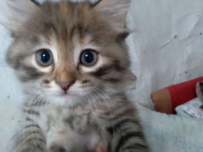 Котики бесплатно в добрые руки