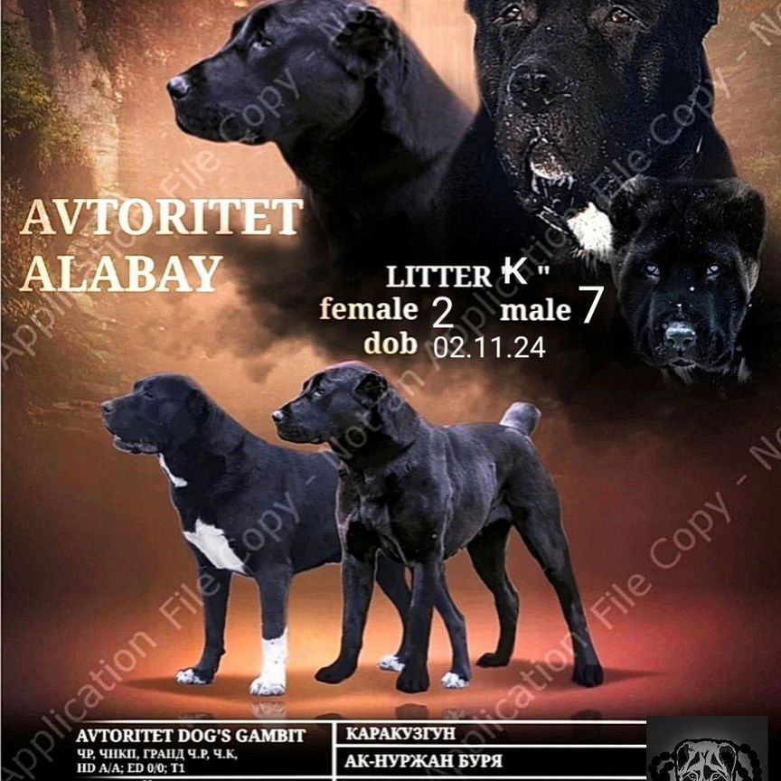 Чёрные от чёрныхВысокопородные щенки сао