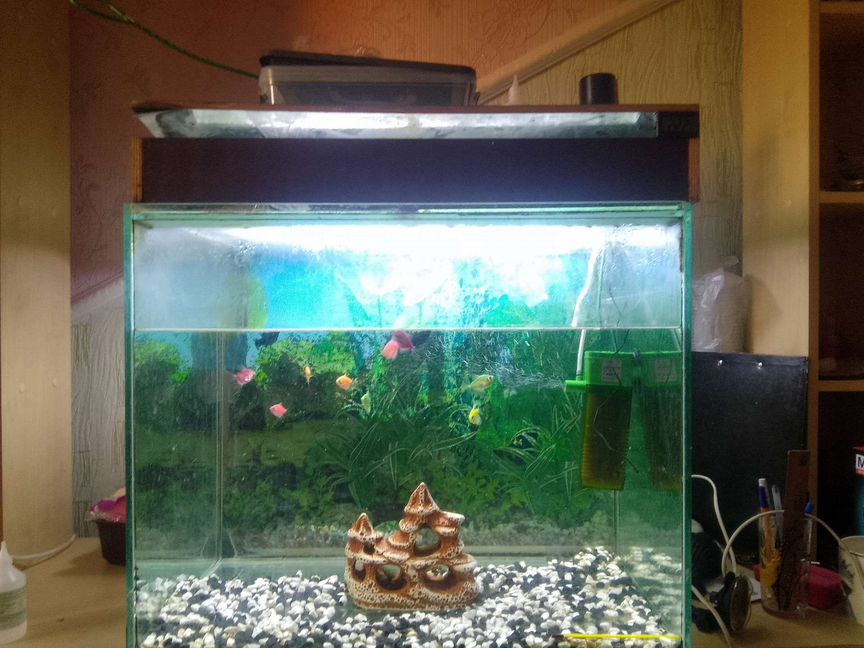 Аквариумные рыбки сомики