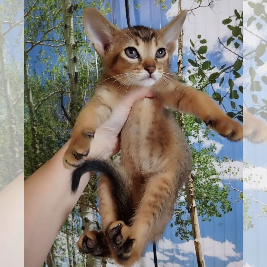 Абиссинский котёнок
