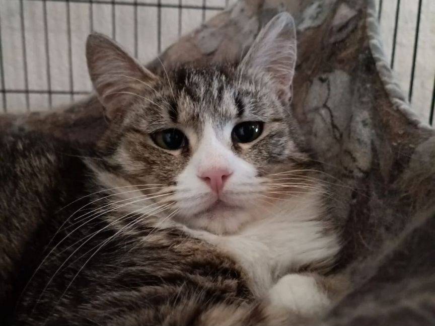 Кошечки из сада, две Вари