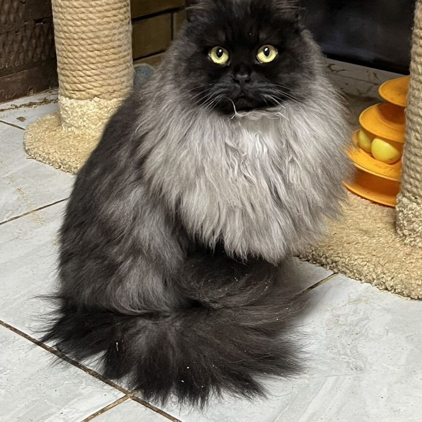 Дымчатая сибирячка