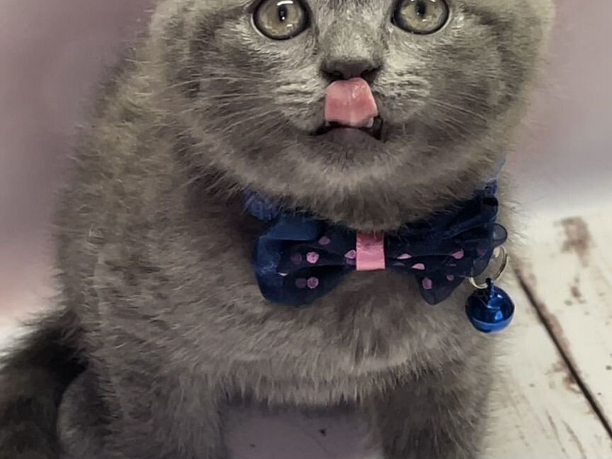 Шотландский вислоухий котенок