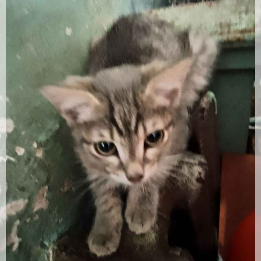 Котёнок в добрые руки