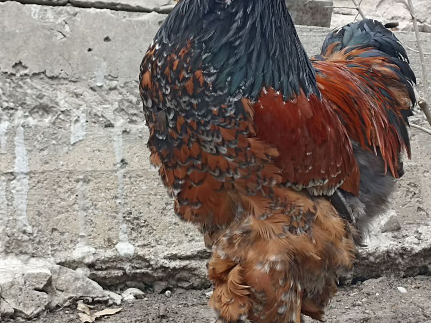 Инкубационное яйцо породы брама