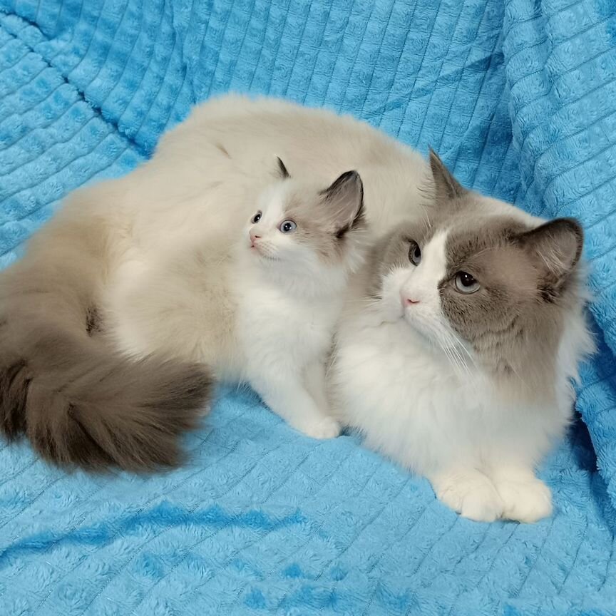 Рэгдолл котёнок