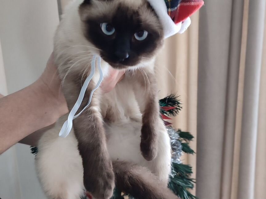 Котик вязка