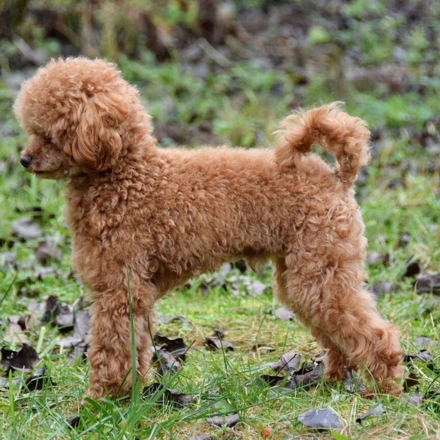 Той-пудель, щенок