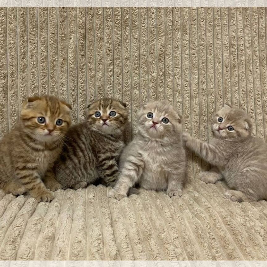 Шотландский вислоухий короткошёрстный котёнок