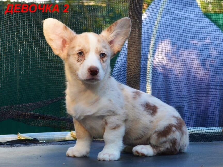 Шоко мерле девочка