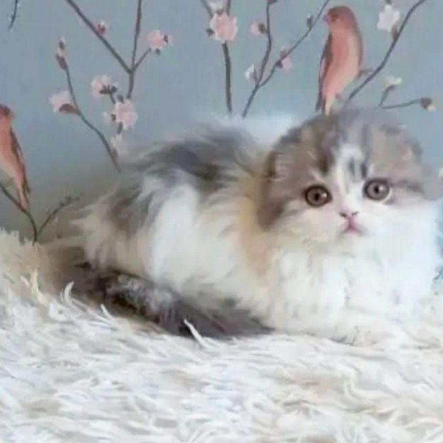 Шотландский вислоухий длинношёрстный котёнок