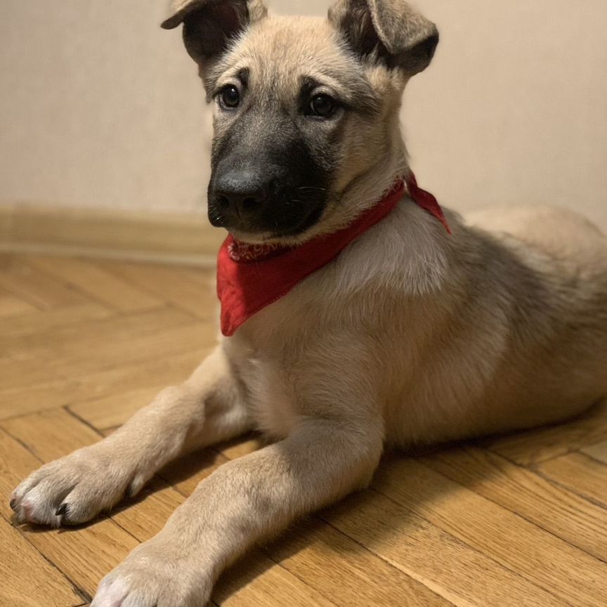 Крупный щенок 3 месяца