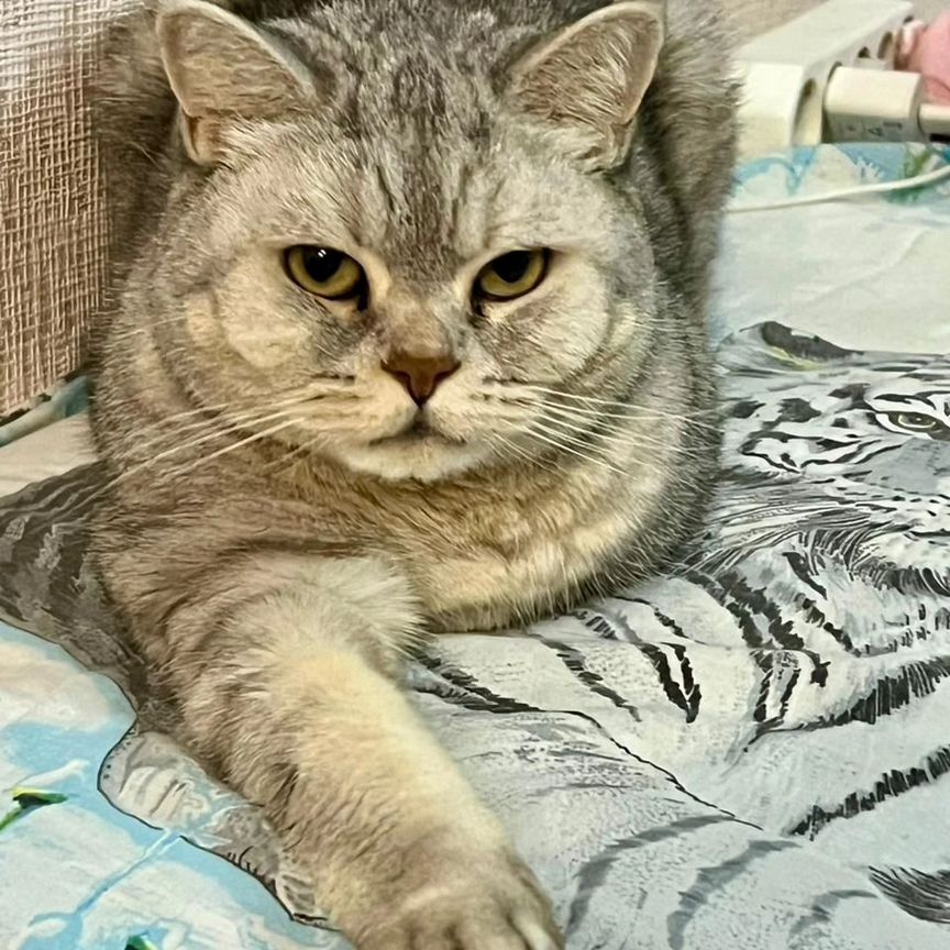 Кошка 5лет в Добрые Руки