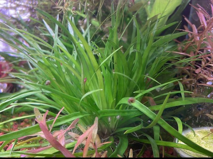 Авариумные растения