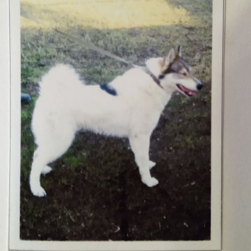 Лайка Западно-Сибирская Вязка