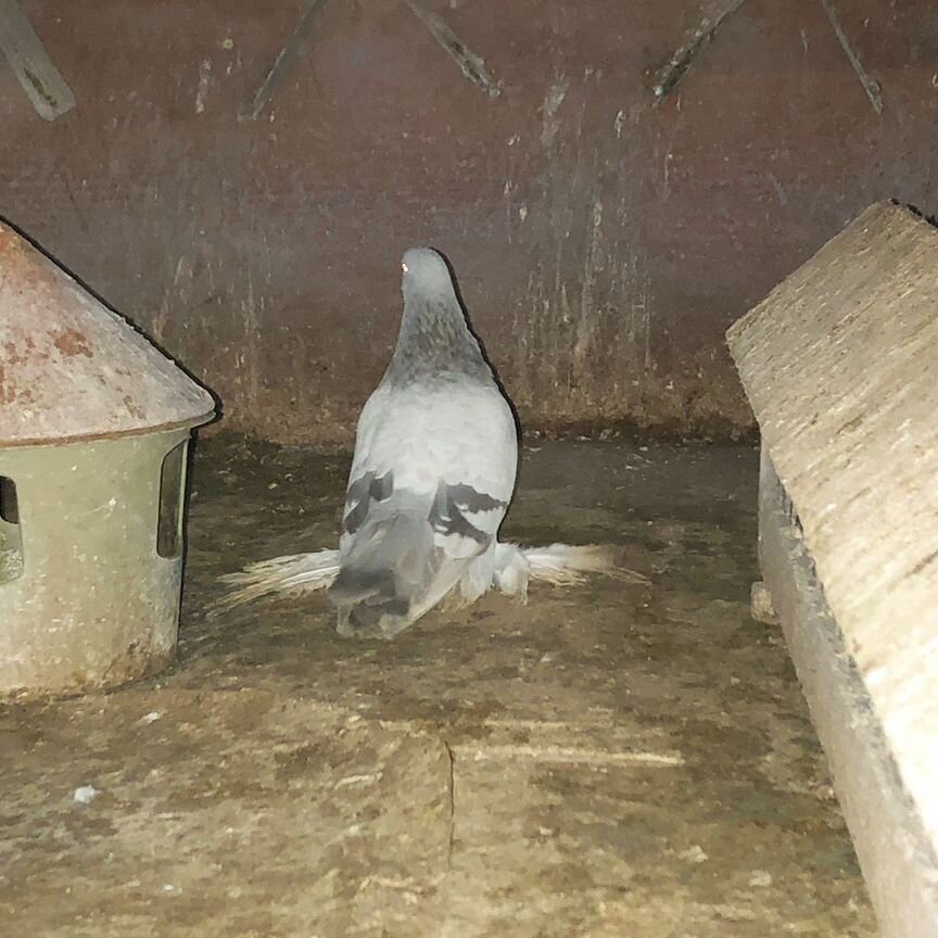 Голубь разные