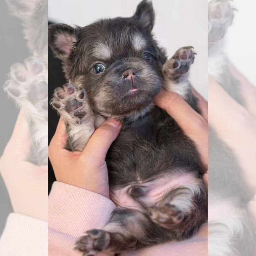 Французский бульдог Fluffy - Boy