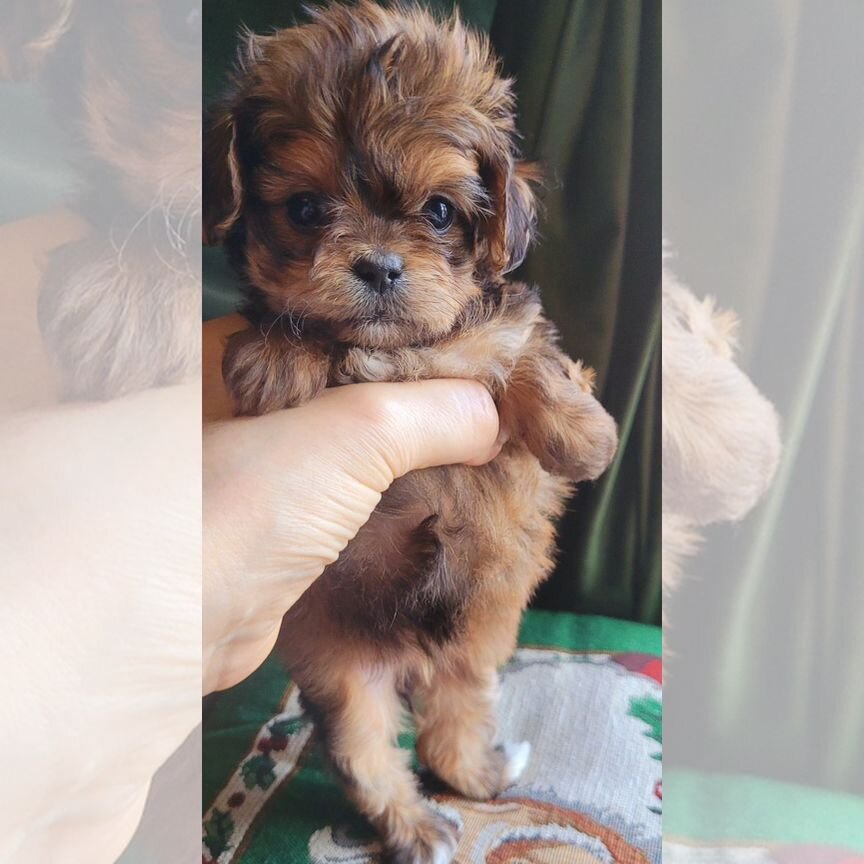 Мальтипу, щенок