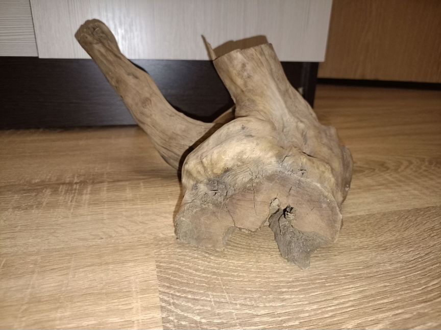 Коряга мангровая