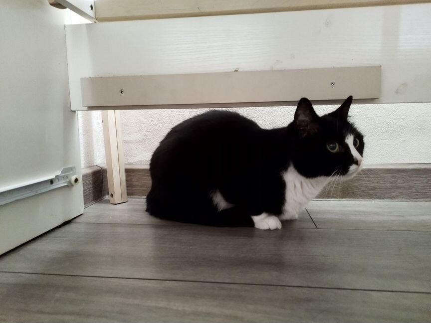 Отдам кота в добрые руки