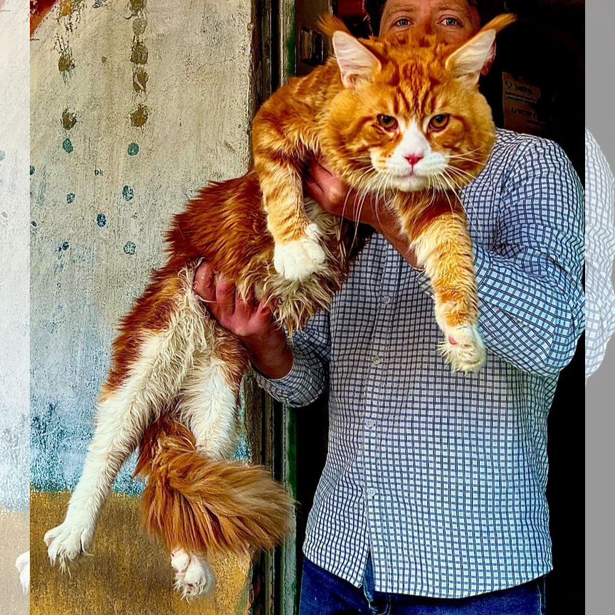 Кот Мейн-кун для вязки