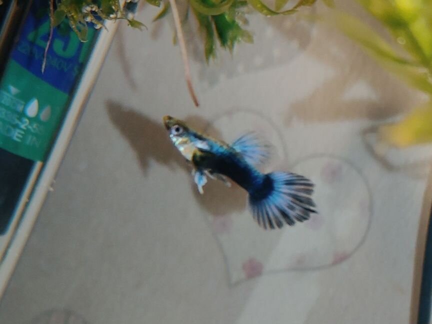 Мальки гуппи