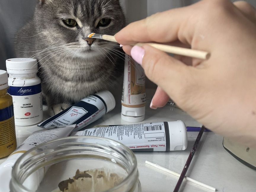 Кошка в добрые руки бесплатно