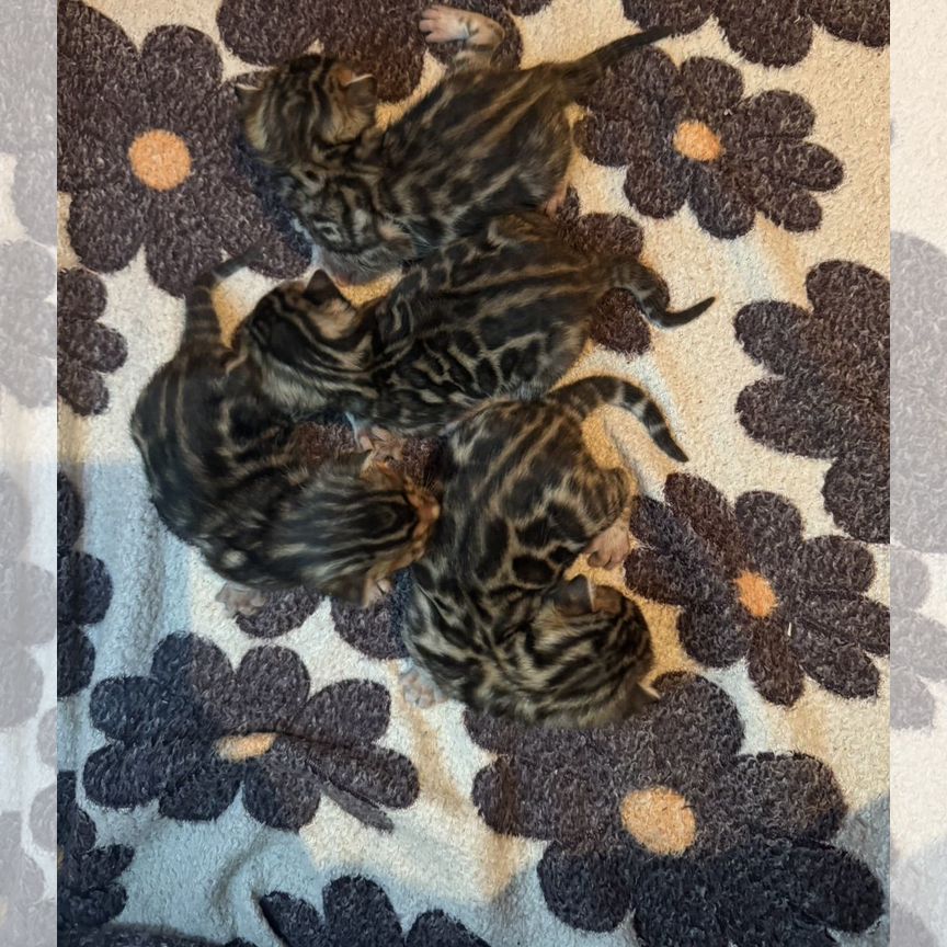Бенгальские котята