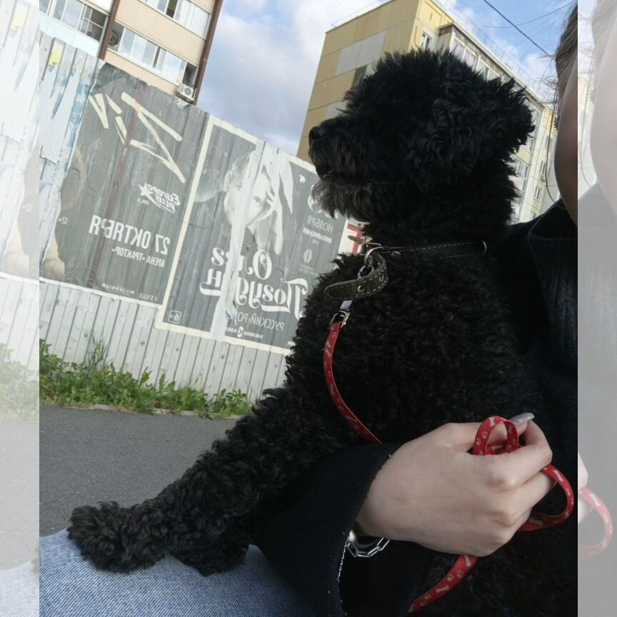 Пудель в добрые руки