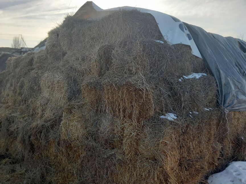 Солома ячменная в тюках