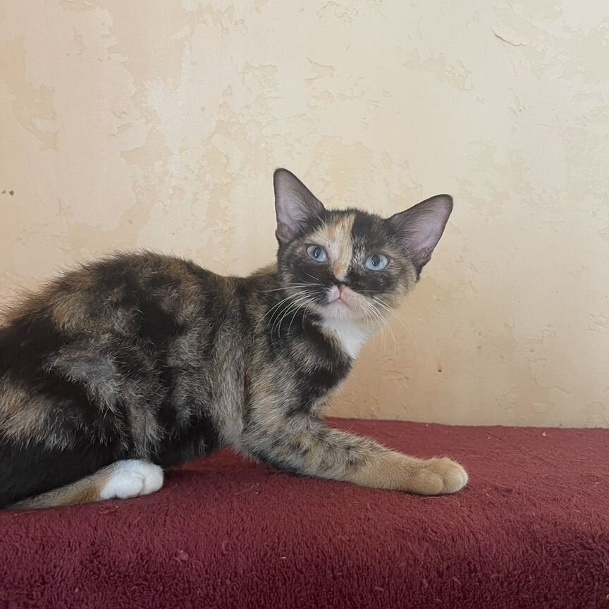 Голубоглазая кошка
