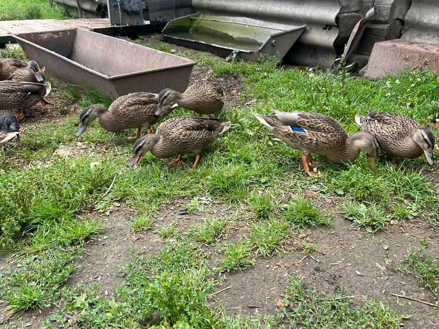 Подсадные утки