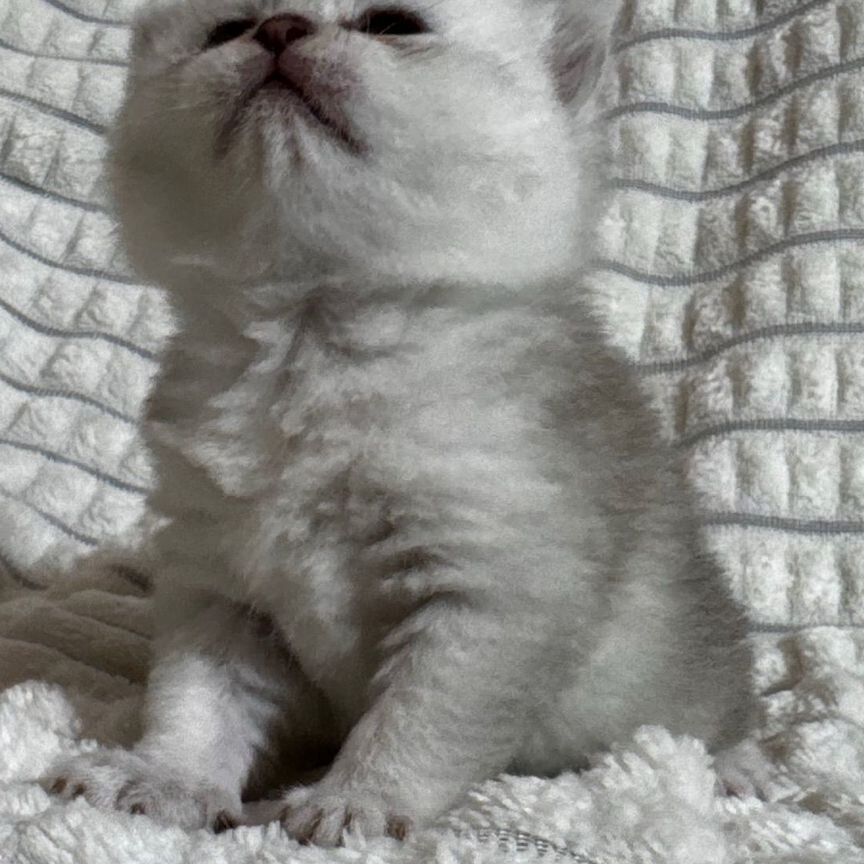 Шотландский вислоухий короткошёрстный котёнок