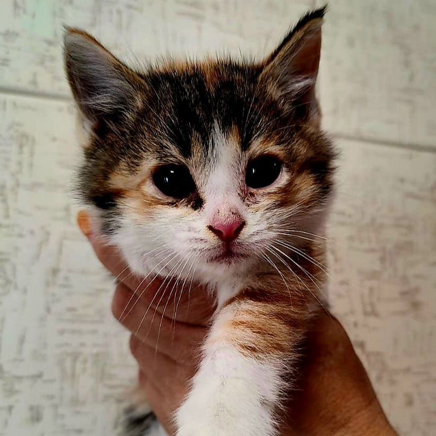 Нежная Роза в дар