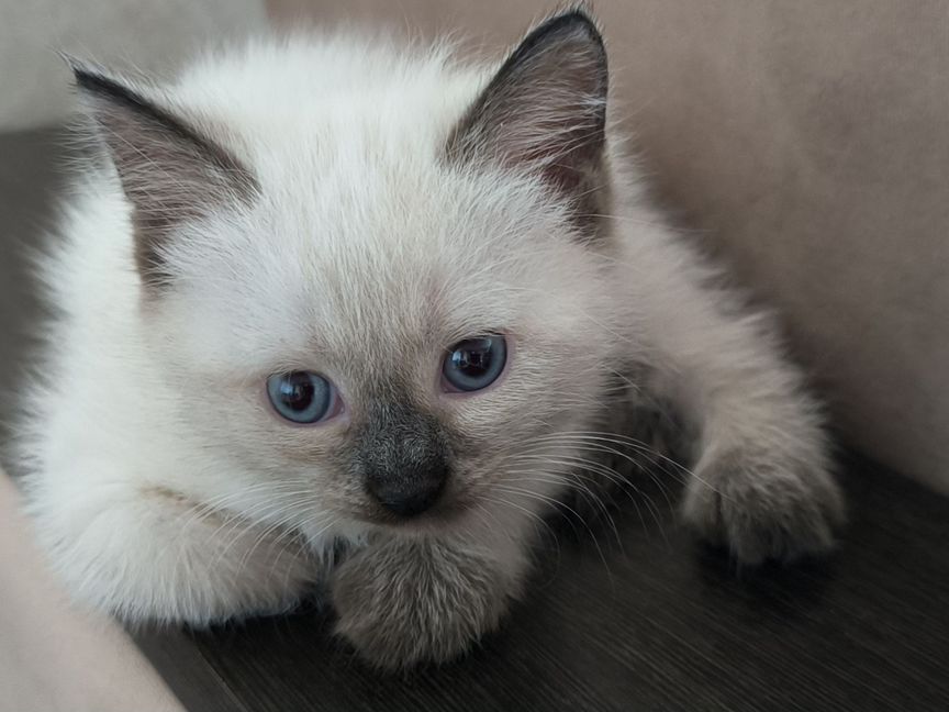 Котята тайской кошки