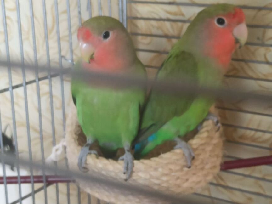 Попугай неразлучники