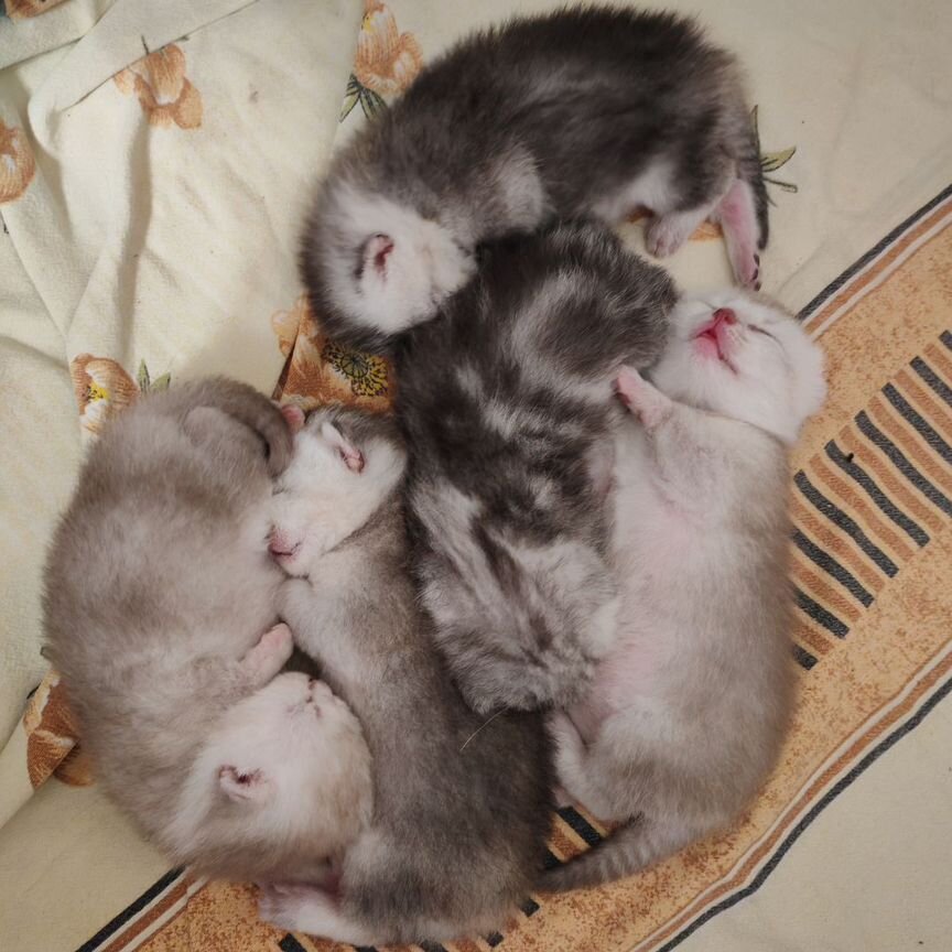 Шотландские котята