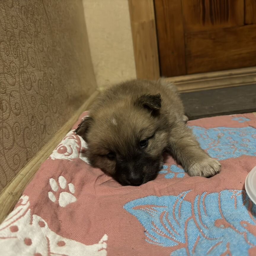 Найден щенок