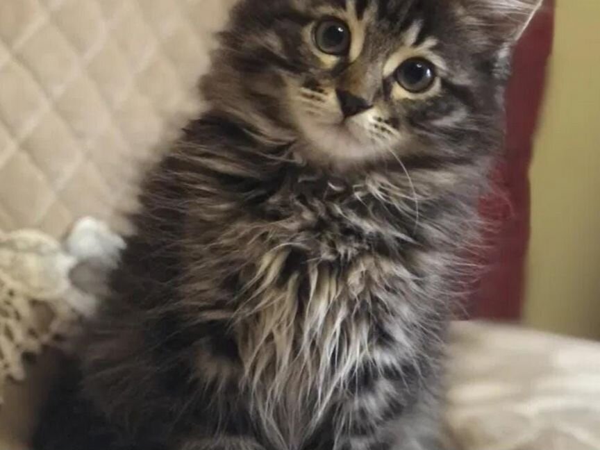 Котяточки сибирские