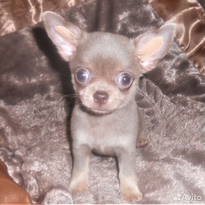 Лиловое чудо